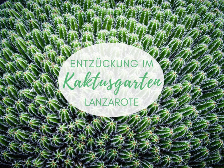 Kugelkaktus, behaarter Kaktus, Kaktuswald: Entzückung im Kaktusgarten Lanzarote - Pflanzenfrau